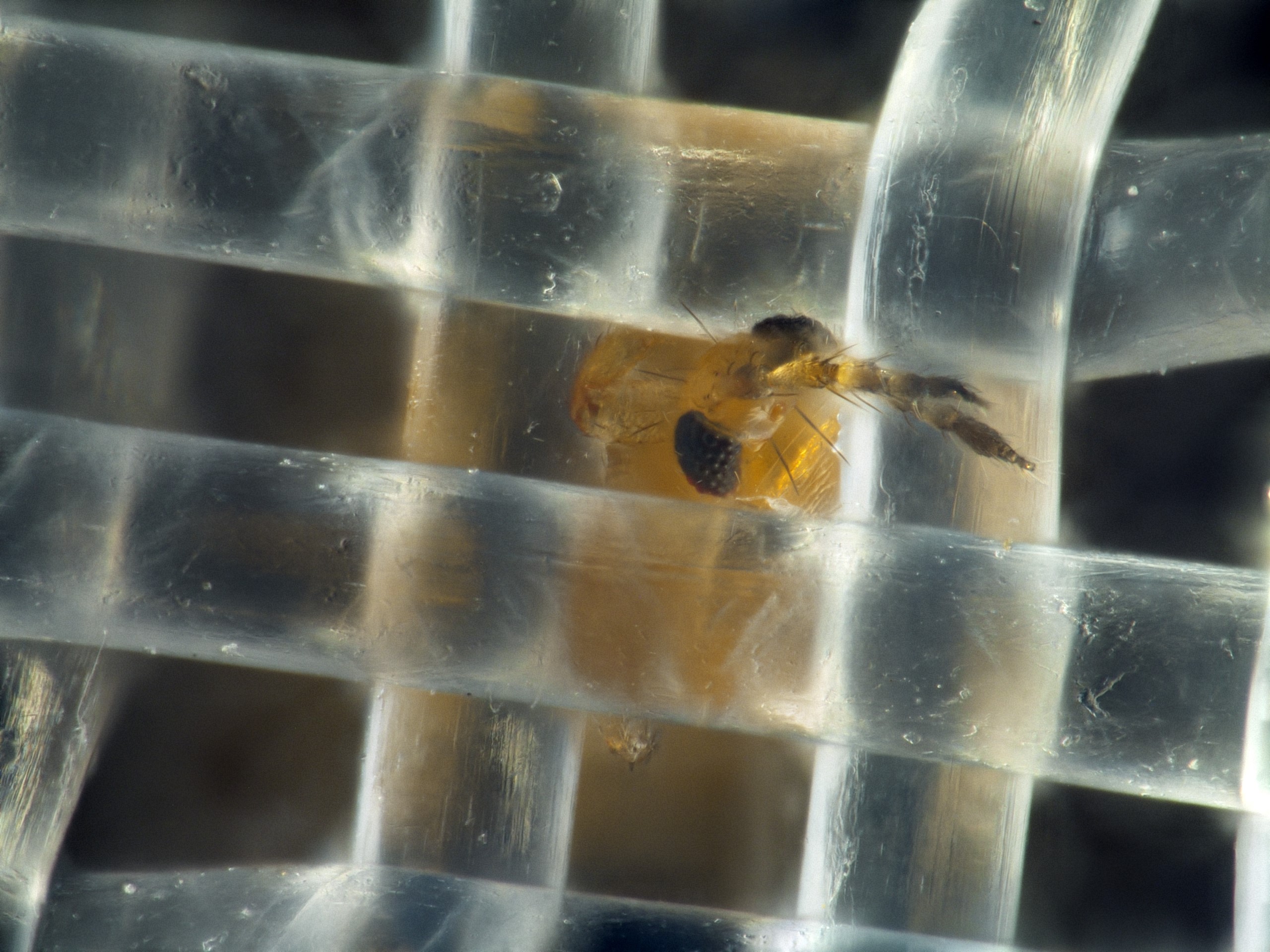 Thank you for downloading our Xsect product guide!